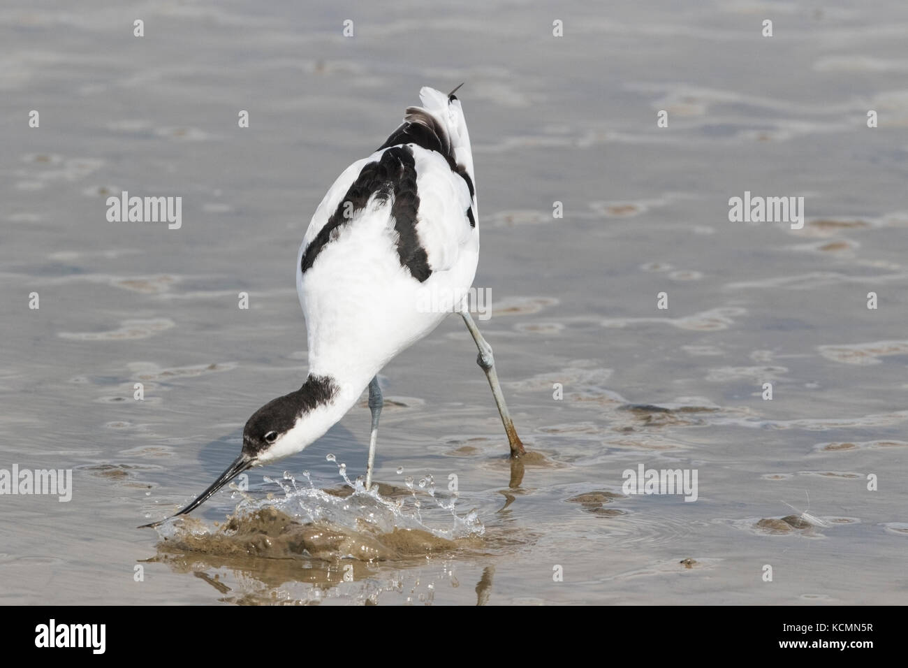 pied avocet (Recurvirostra avosetta) adult walking in shallow water ...