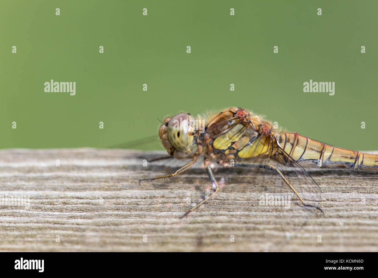 common darter (Sympetrum striolatum) female perched on piece of wood ...