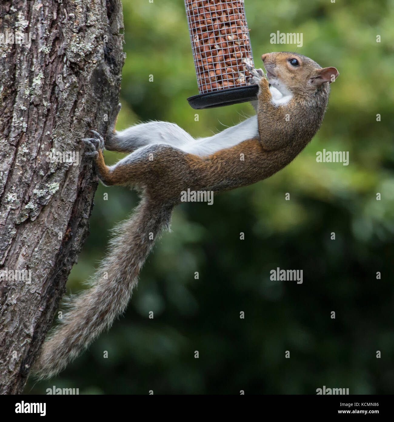 Cheeky thief caught in the act. An agile Grey Squirrel stealing the ...
