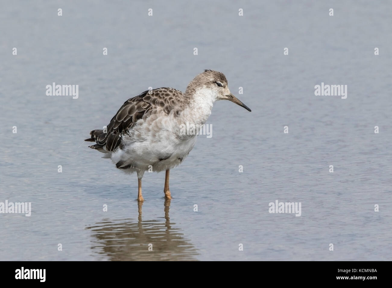 ruff (Philomachus puugnax) wader feeding in shallow water, Norfolk ...