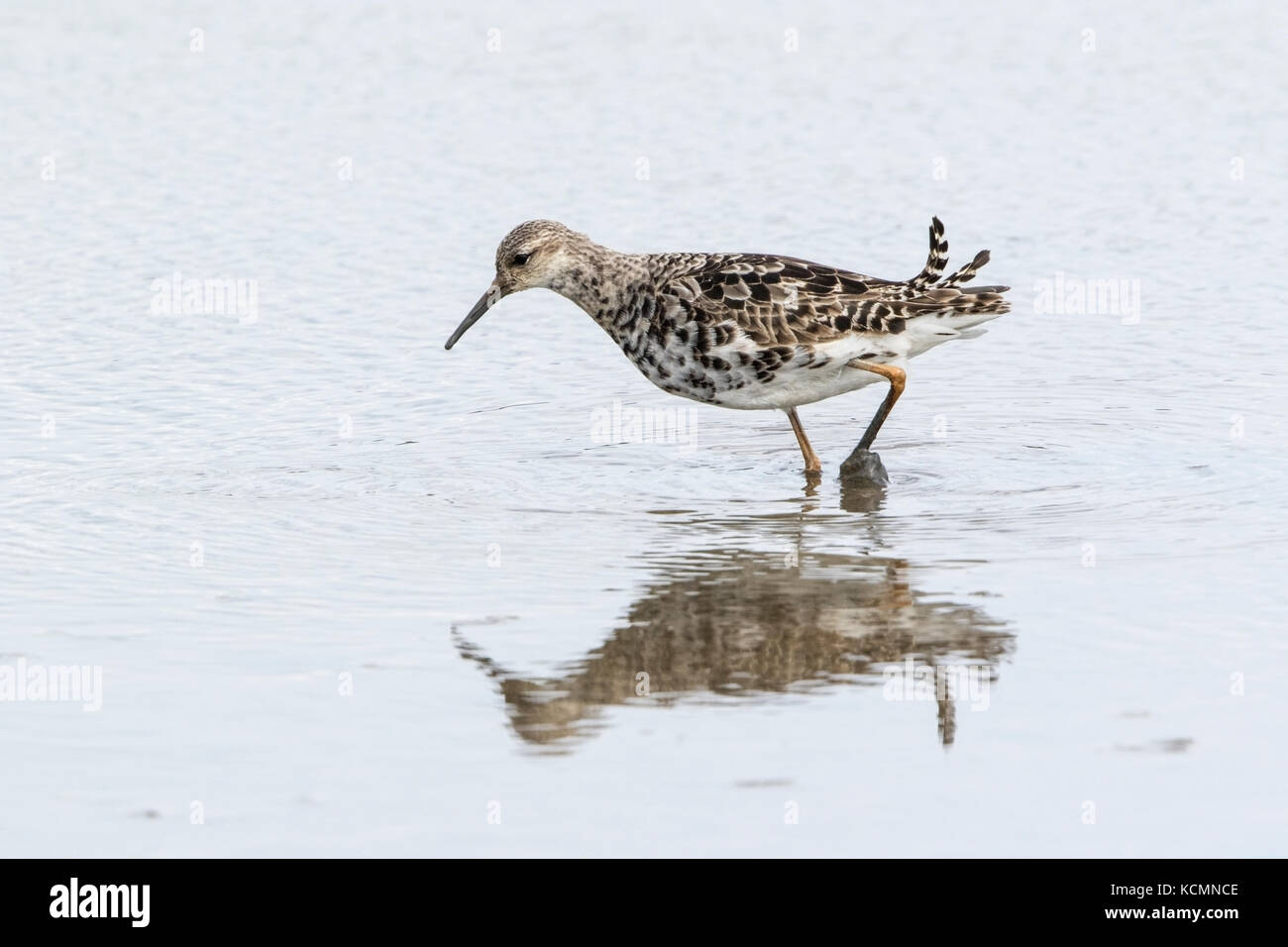 ruff (Philomachus puugnax) wader feeding in shallow water, Norfolk ...