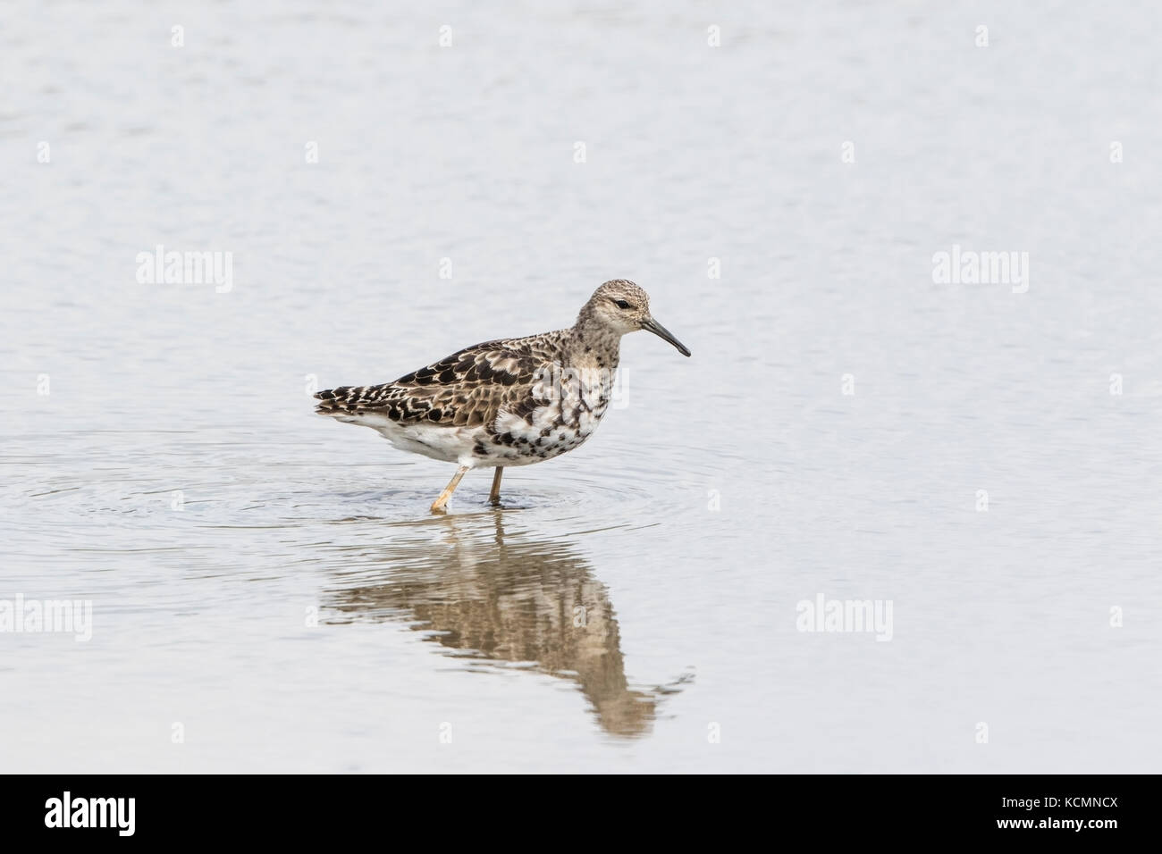 ruff (Philomachus puugnax) wader feeding in shallow water, Norfolk ...