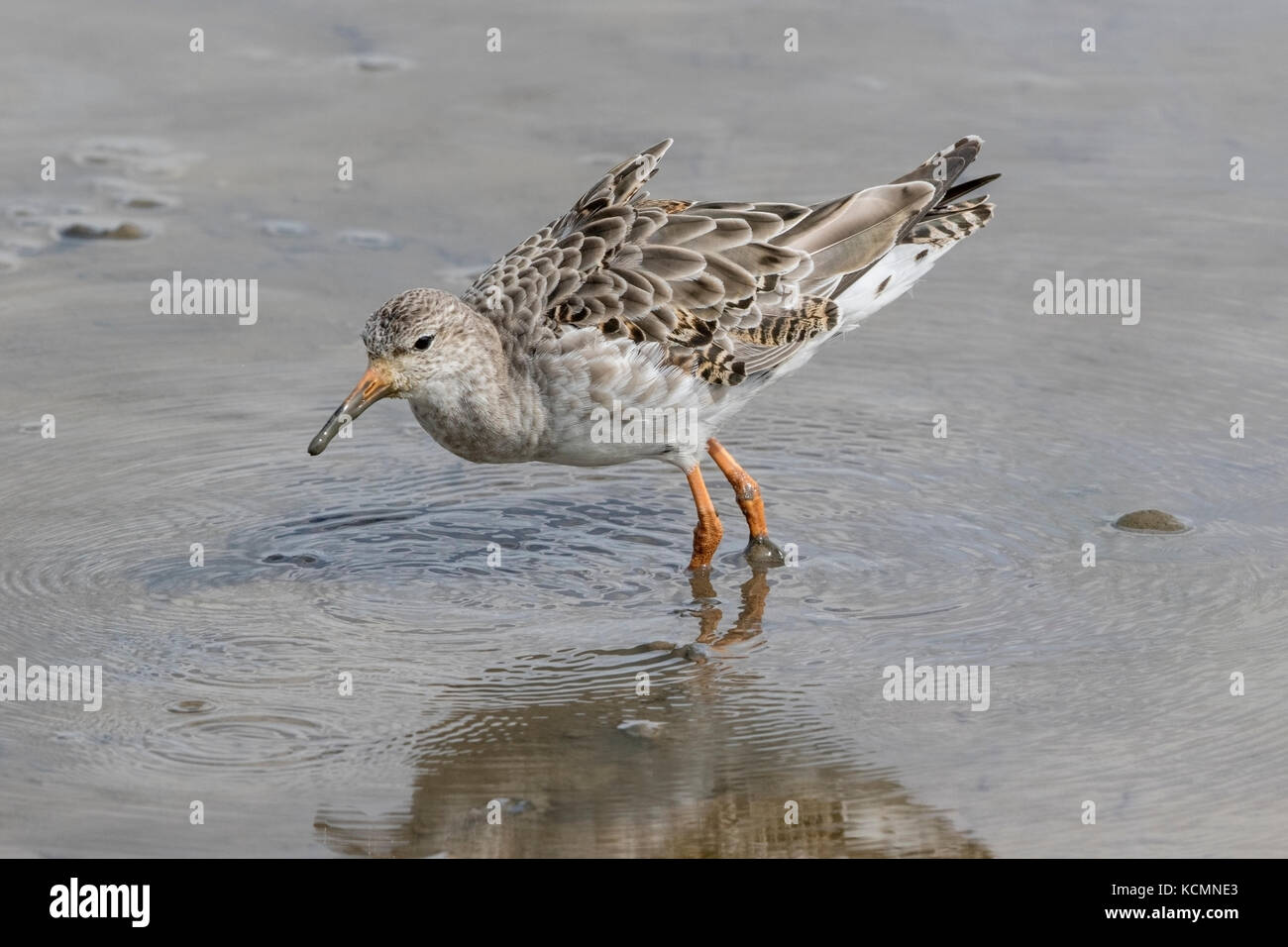 ruff (Philomachus puugnax) wader feeding in shallow water, Norfolk ...
