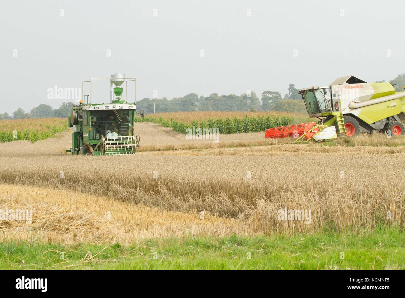Harvesting grain as part of Rothamsted Experimental station efficiency ...