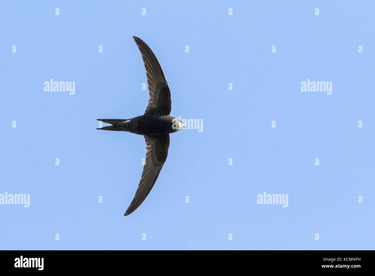 Swift bird hi-res stock photography and images - Alamy