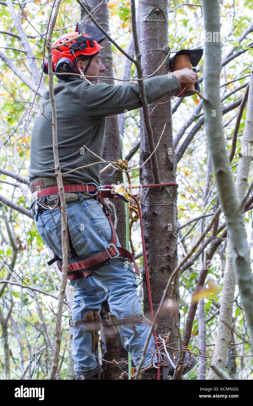 Forestry staff from Natural Resorces Wales staff climbing broadleaf ...