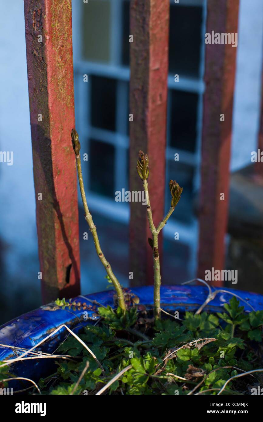 Ash Tree ( Fraxinus excelsior) ,seedlings grown in garden pot .Tree ...