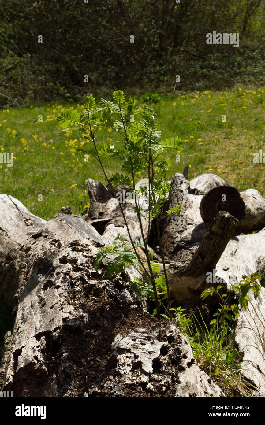 Ash Tree ( Fraxinus excelsior) , young tree growing out of old ash tree ...