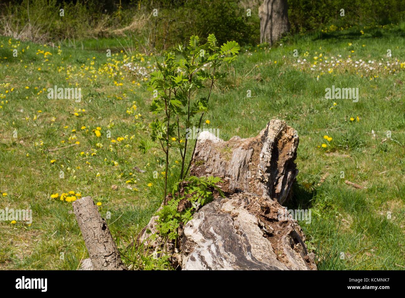 Ash Tree ( Fraxinus excelsior) , young tree growing out of old ash tree ...