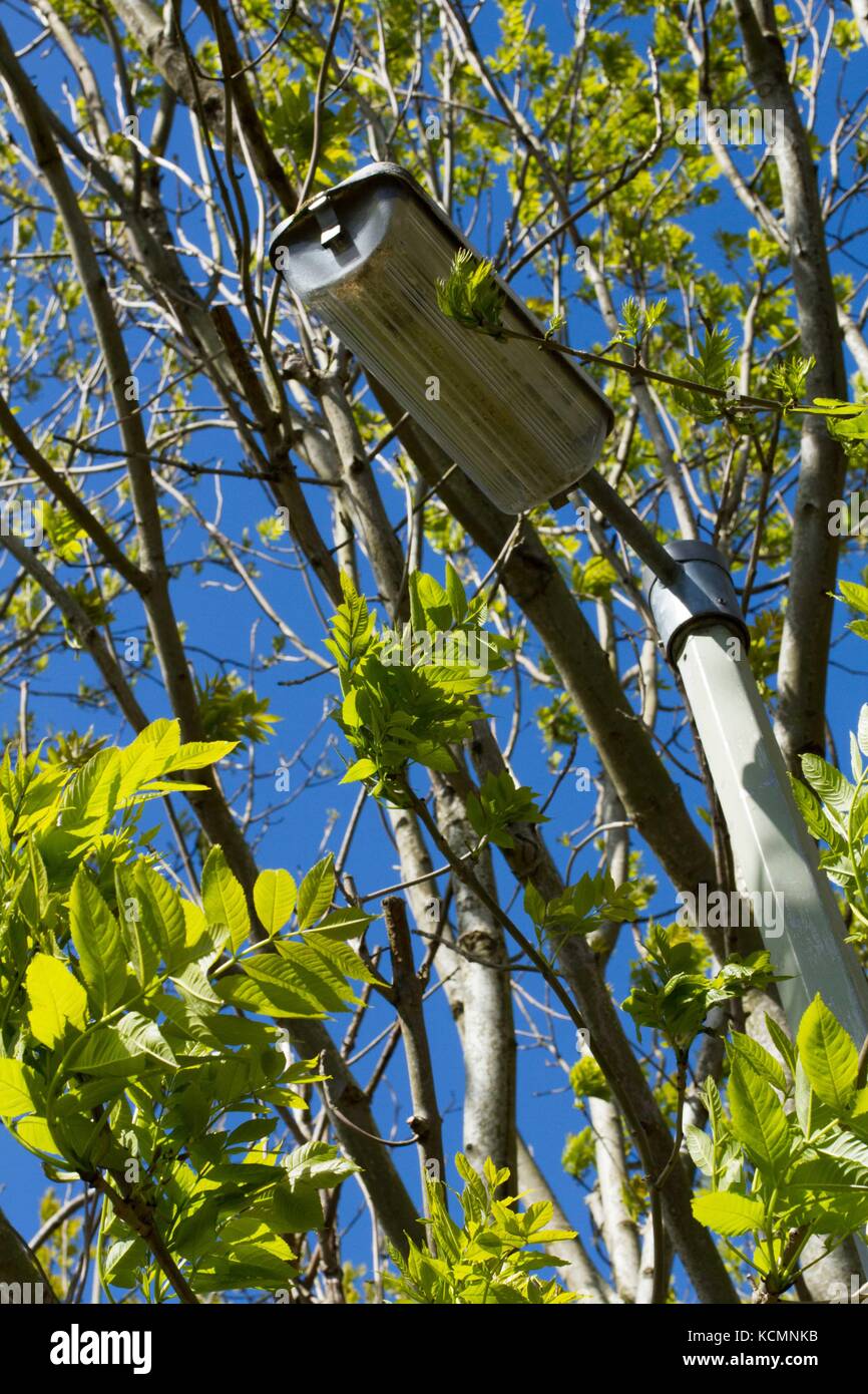 Ash Tree(Fraxinus excelsior) ,spring leaves an dstreet light, street ...