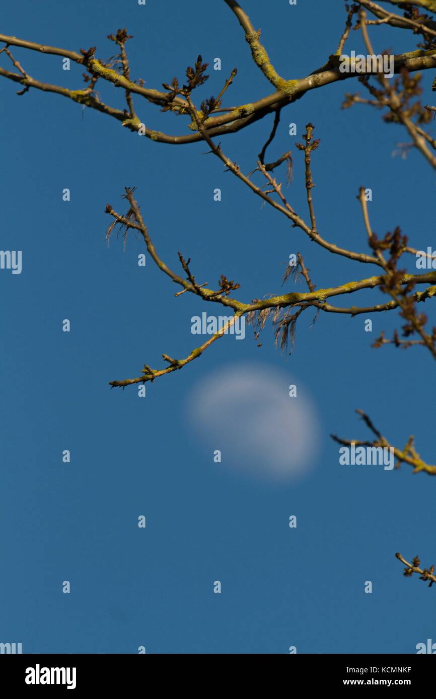 Ash Tree (Fraxinus excelsior ) with three quarter moon ,spring buds ...