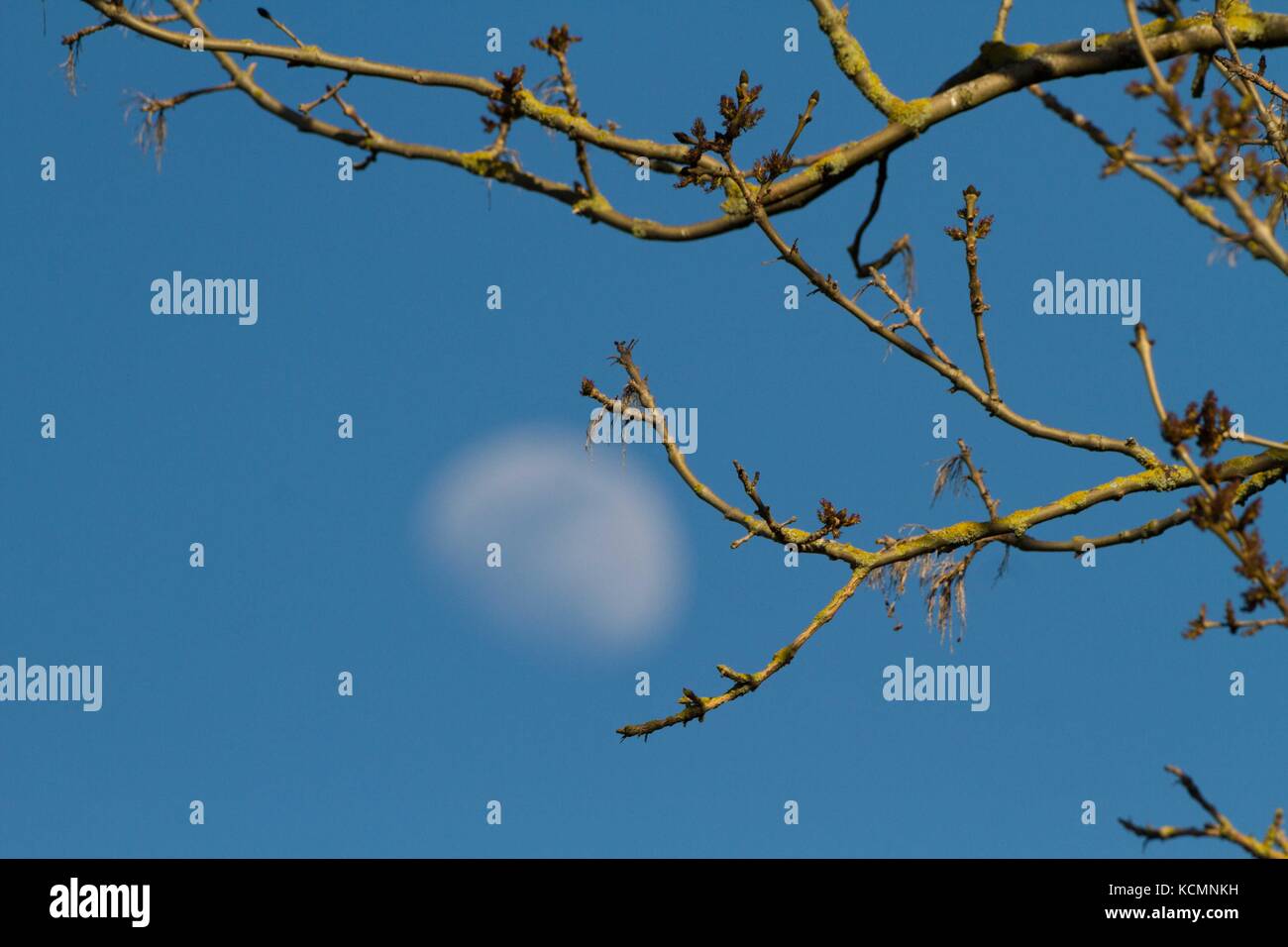 Ash Tree (Fraxinus excelsior ) with three quarter moon ,spring buds ...