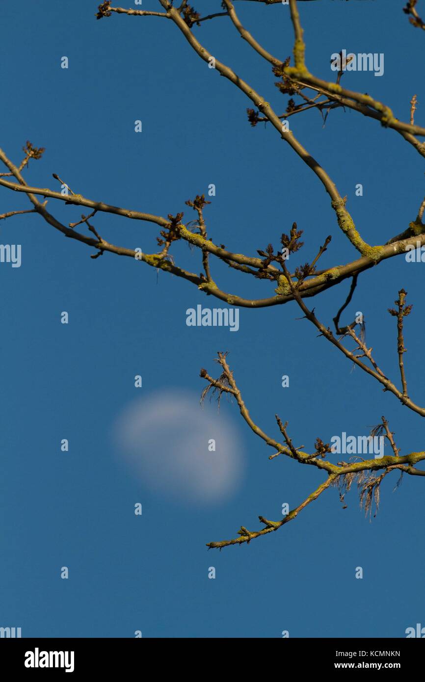 Ash Tree (Fraxinus excelsior ) with three quarter moon ,spring buds ...