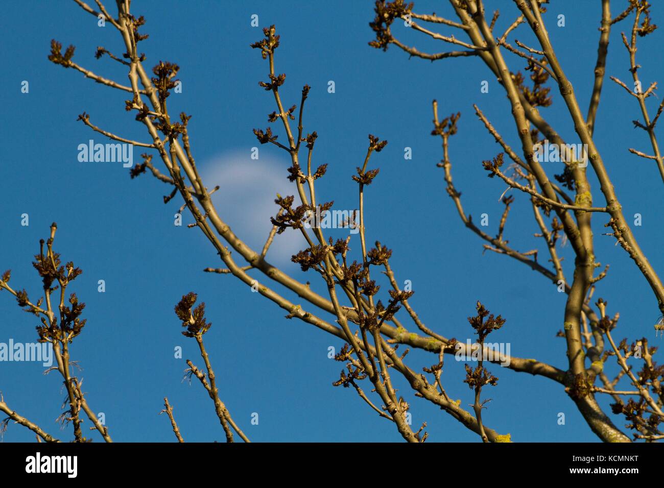 Ash Tree (Fraxinus excelsior ) with three quarter moon ,spring buds ...