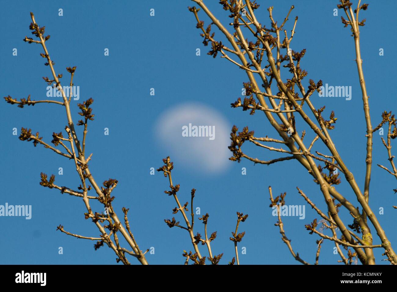 Ash Tree (Fraxinus excelsior ) with three quarter moon ,spring buds ...