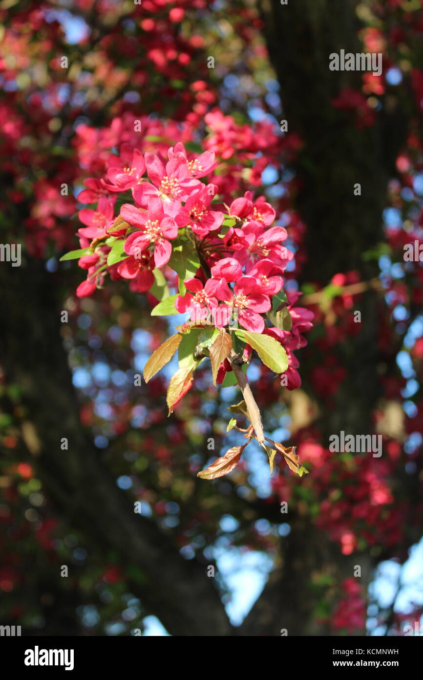 flowers in Prague Stock Photo - Alamy