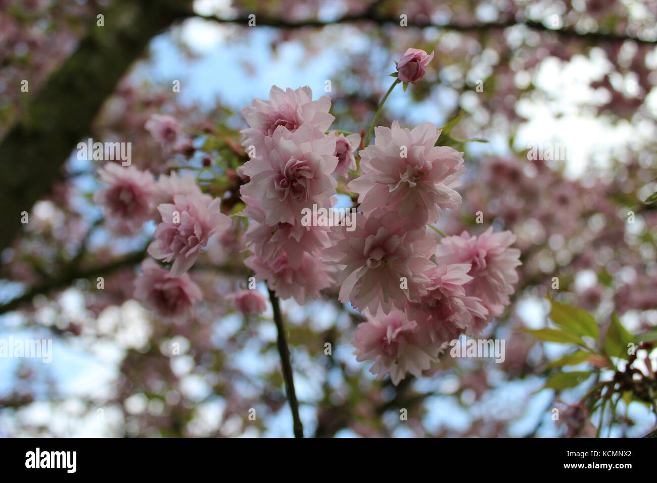 flowers in Prague Stock Photo - Alamy