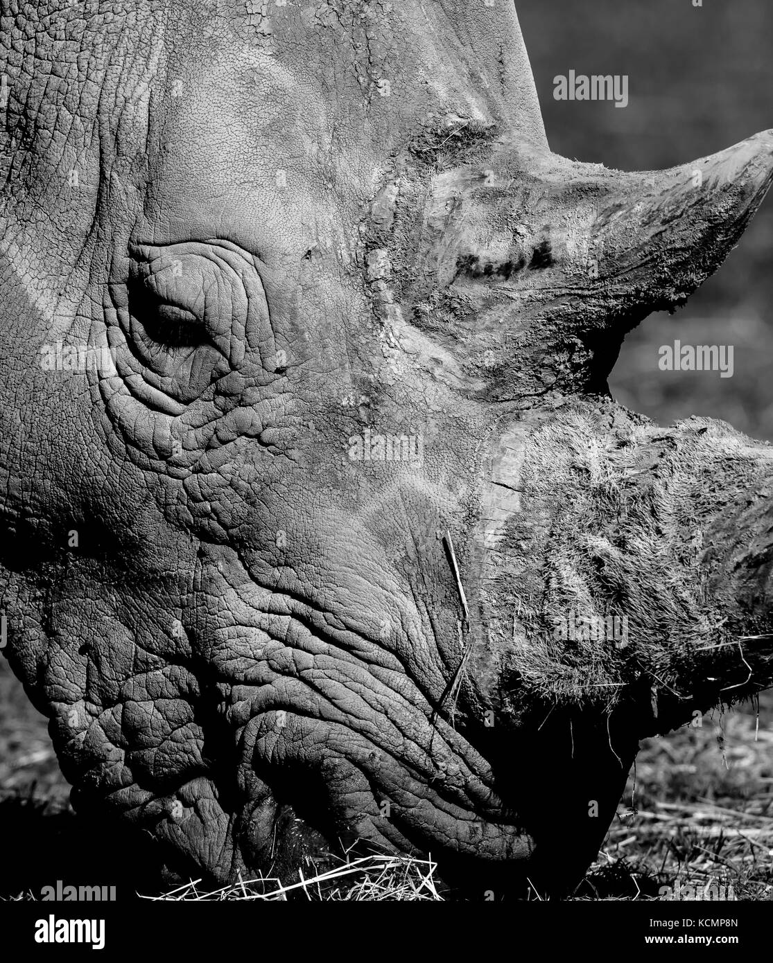 Rhino side view hi-res stock photography and images - Alamy