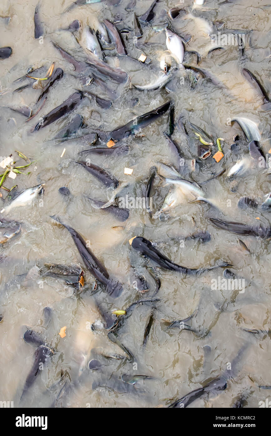 Many different fish competing for food in river. Fish jump in water for ...
