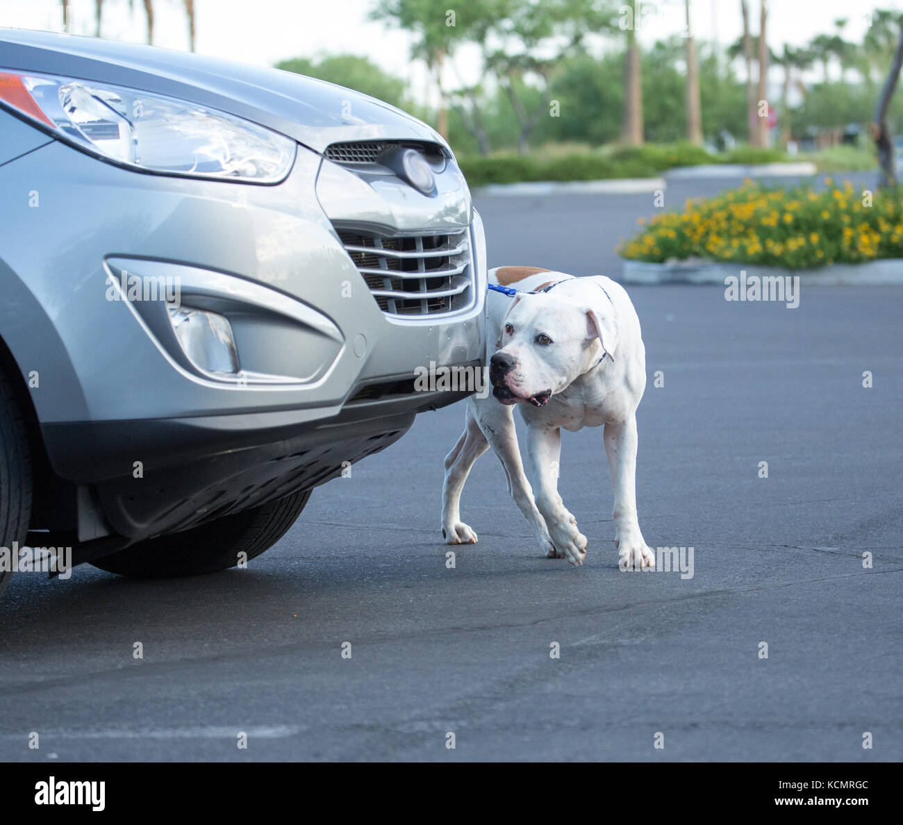 White dog searching for scent on a car Stock Photo - Alamy