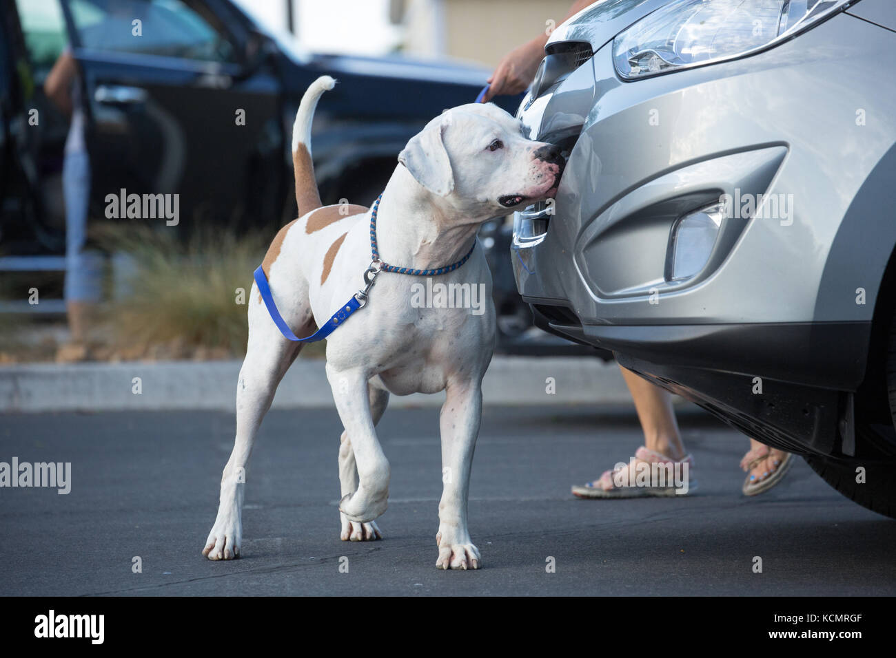 Large white dog participating in scent work Stock Photo - Alamy