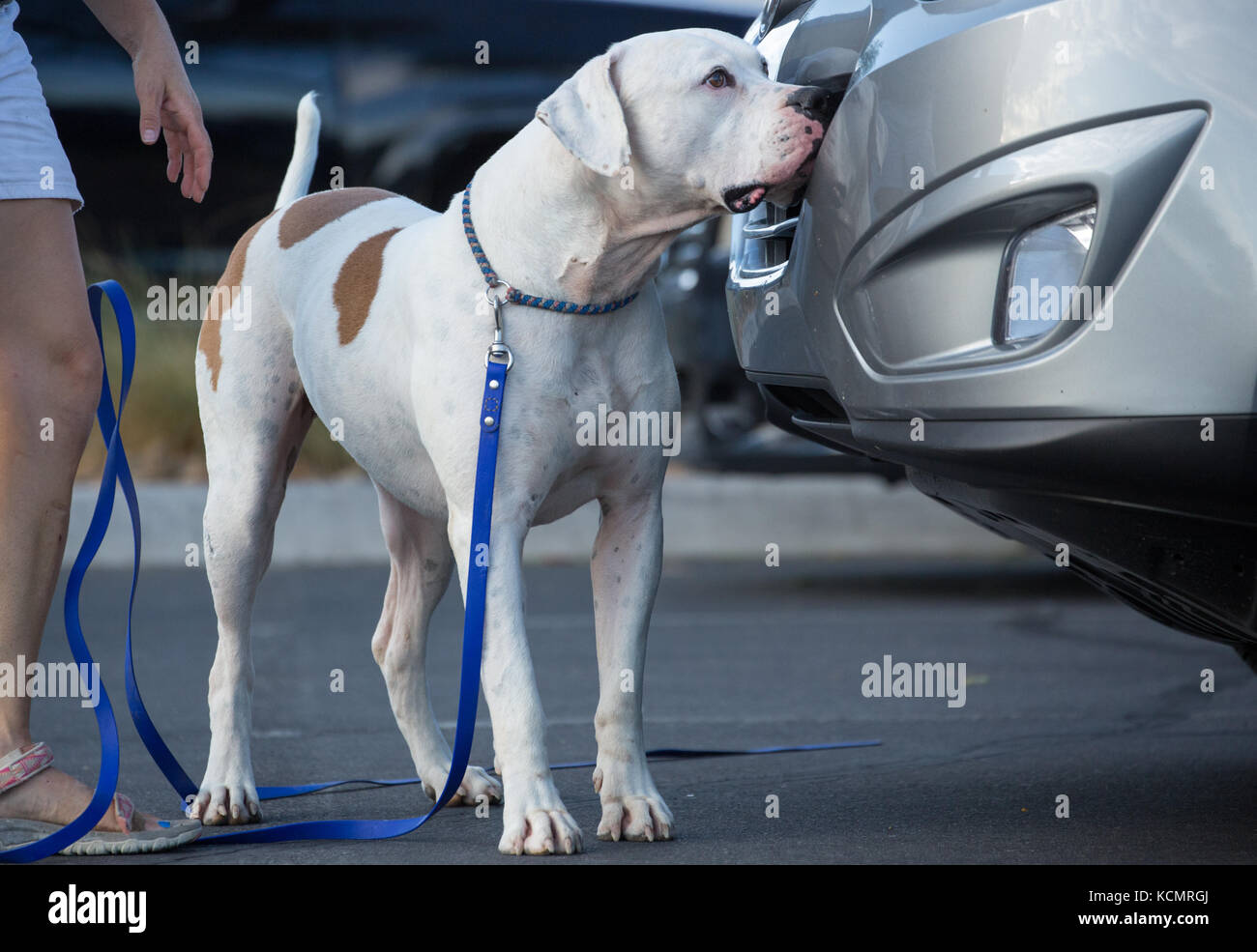 American bulldog sniffing a car bumper doing nose work Stock Photo - Alamy