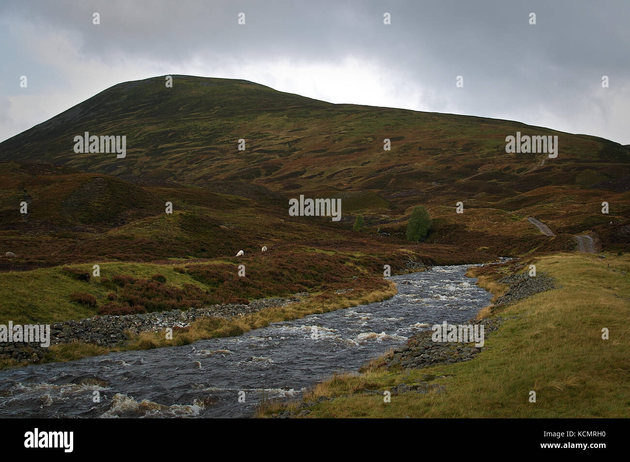 Scottish Sheep Heather High Resolution Stock Photography and Images - Alamy