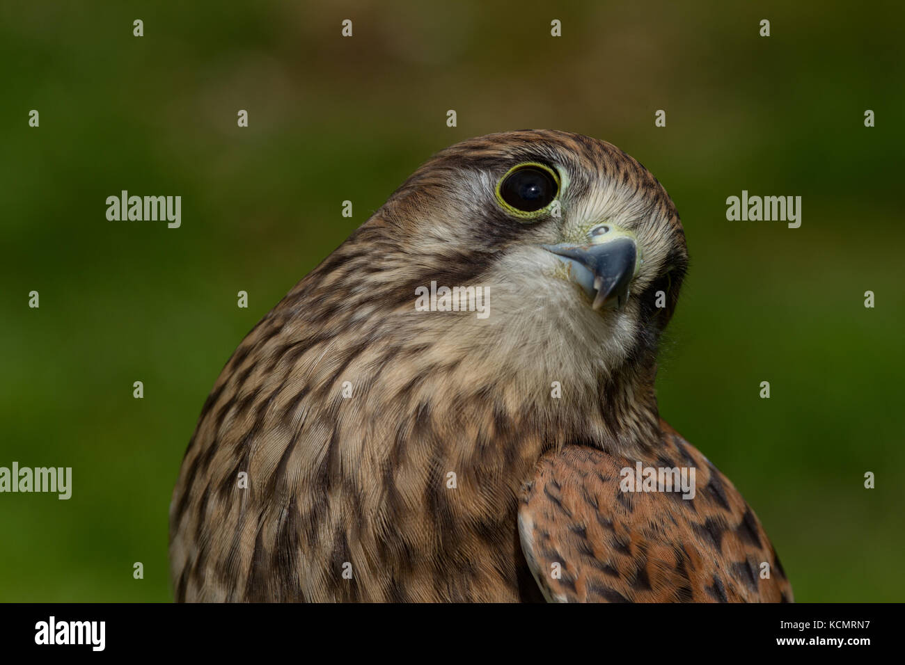Kestrel. Falco tinnunculus. Closeup portrait of captive juvenile female ...