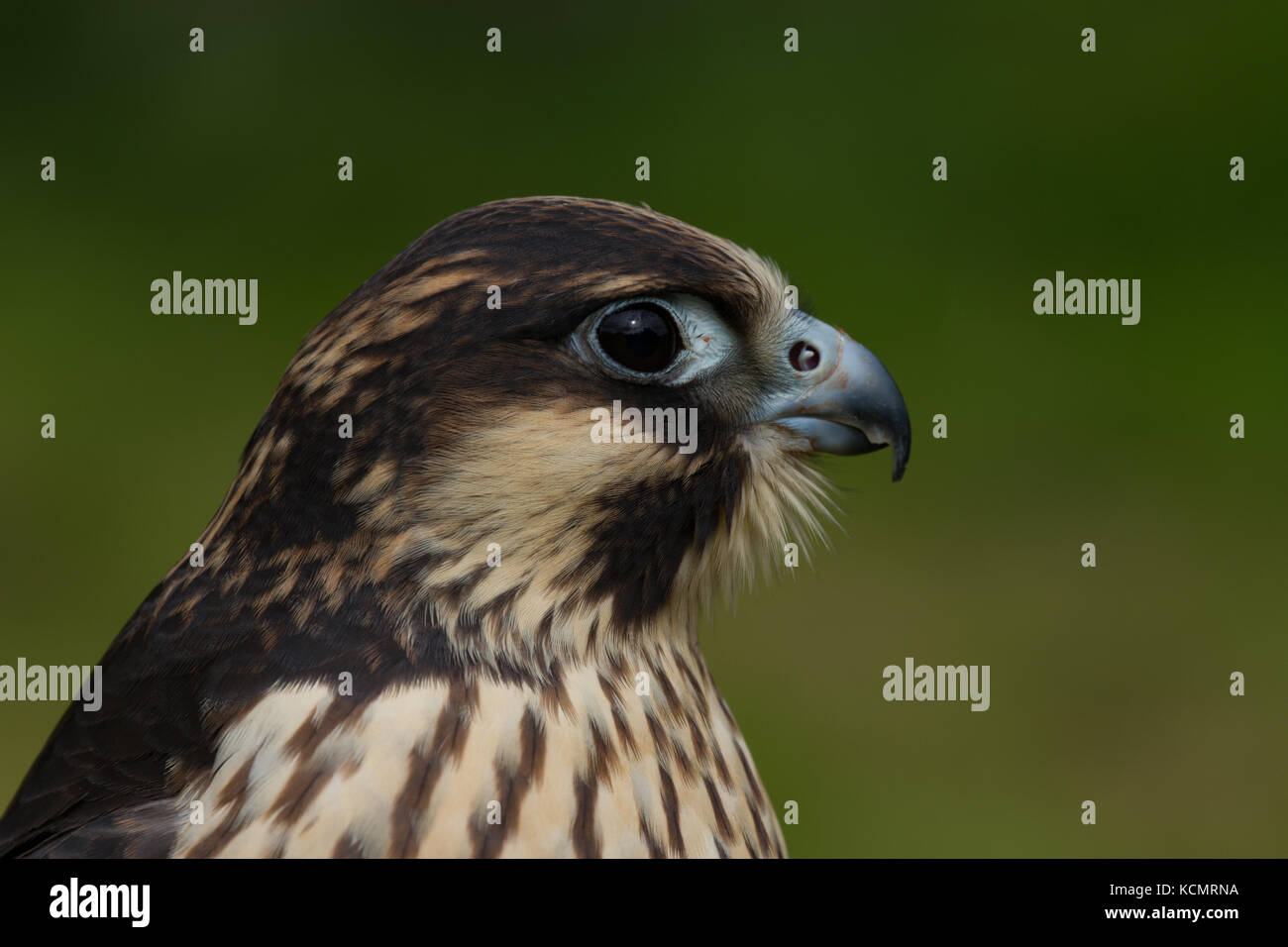 Peregrine falcon juvenile hi-res stock photography and images - Alamy