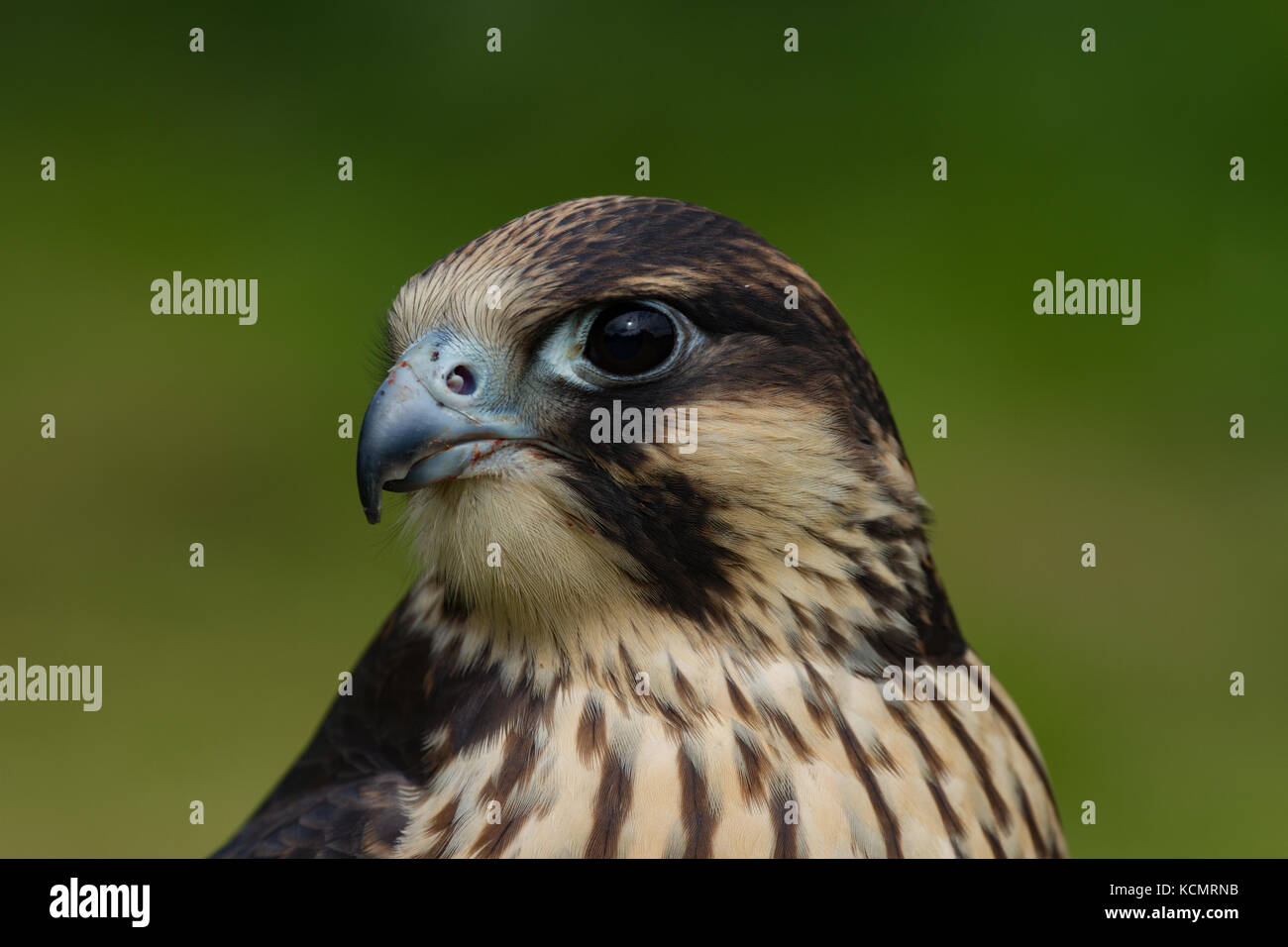 Peregrine falcon wales hi-res stock photography and images - Alamy