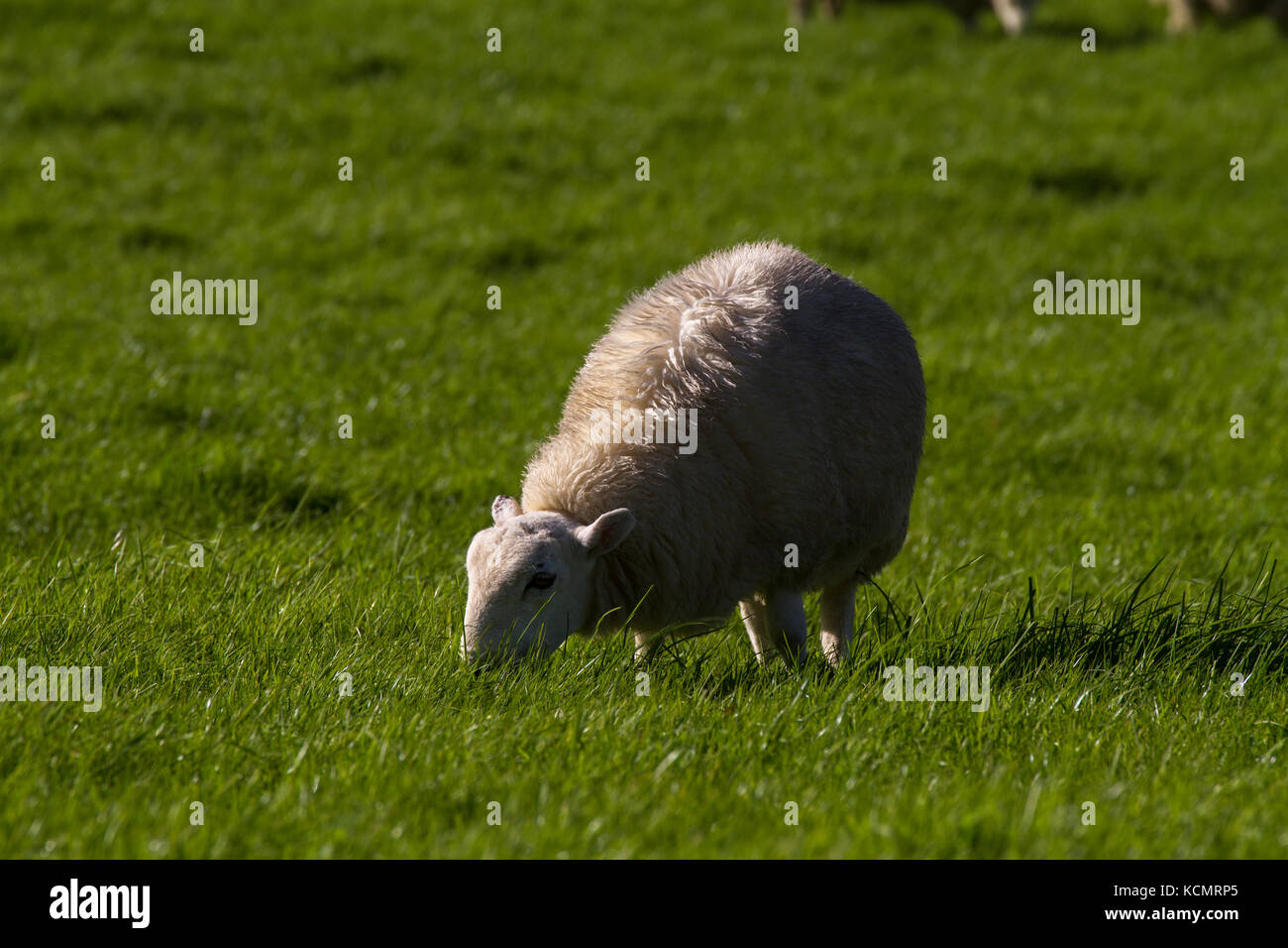 Welsh sheep farming hi-res stock photography and images - Alamy