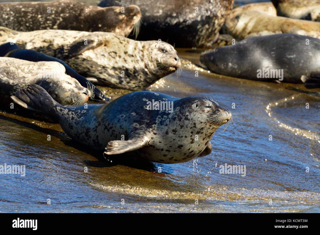 A wild harbor seal moving toward the water on a secluded island in the ...