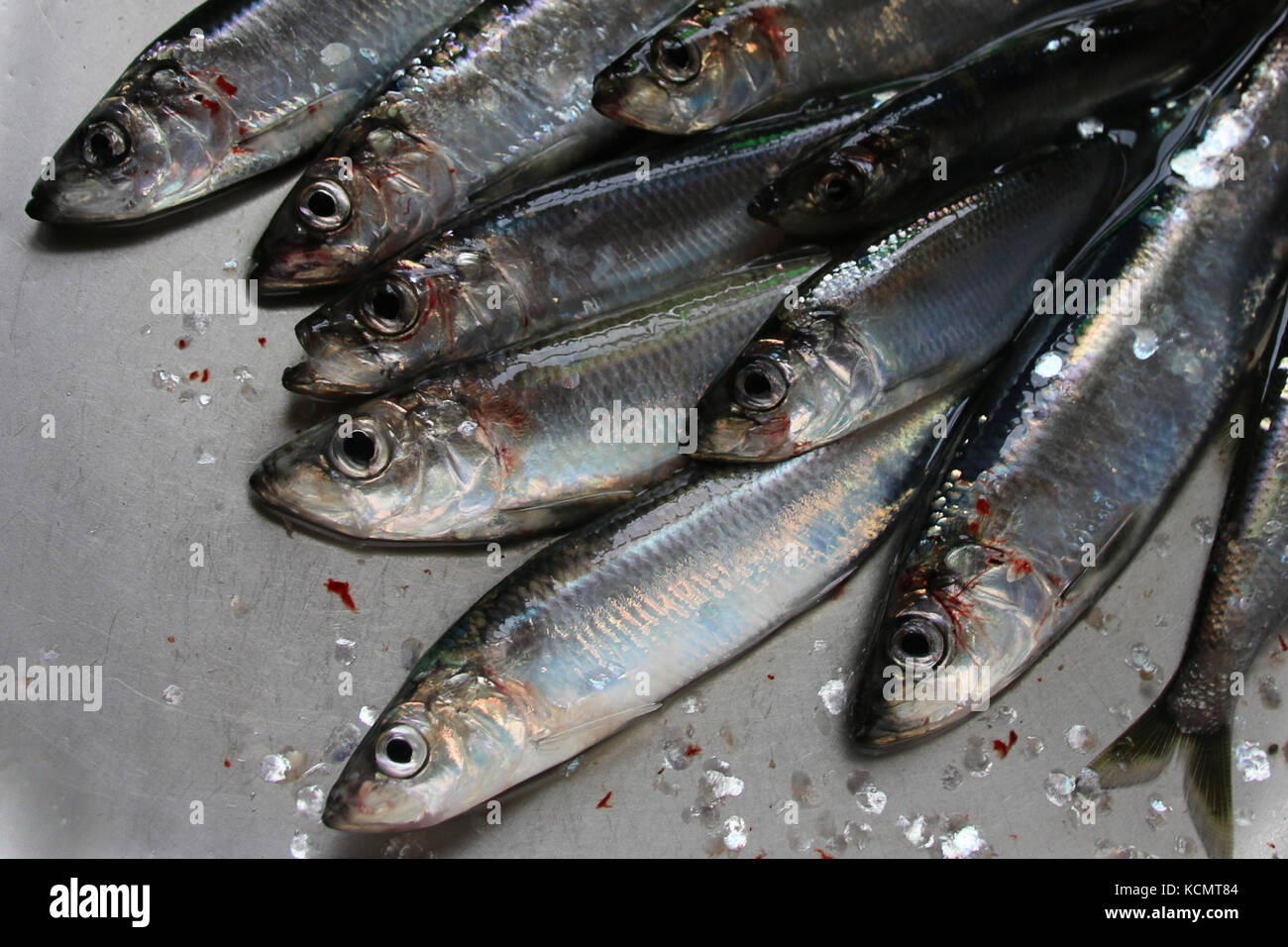 Symbolic picture of the fishing quote of the European commission ...