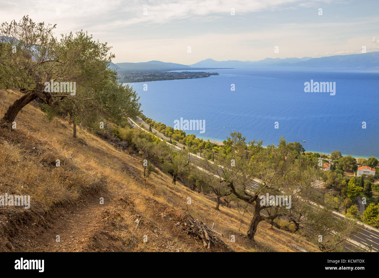 a field full of olive trees on a cliff during the harvestin period with ...