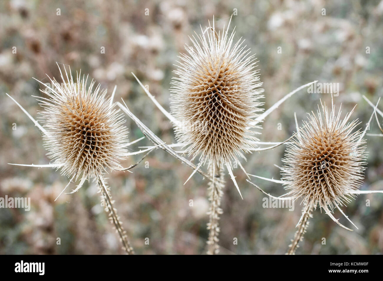 Dipsacus fullonum, dried seed heads. Close up of a wild teasel in ...