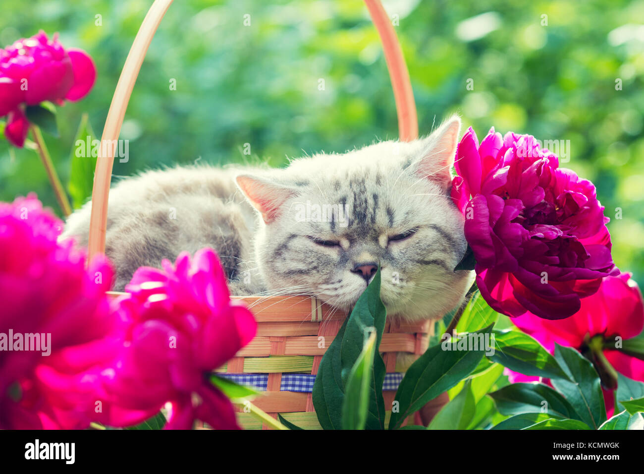 Kitten sleeping flowers hi-res stock photography and images - Alamy