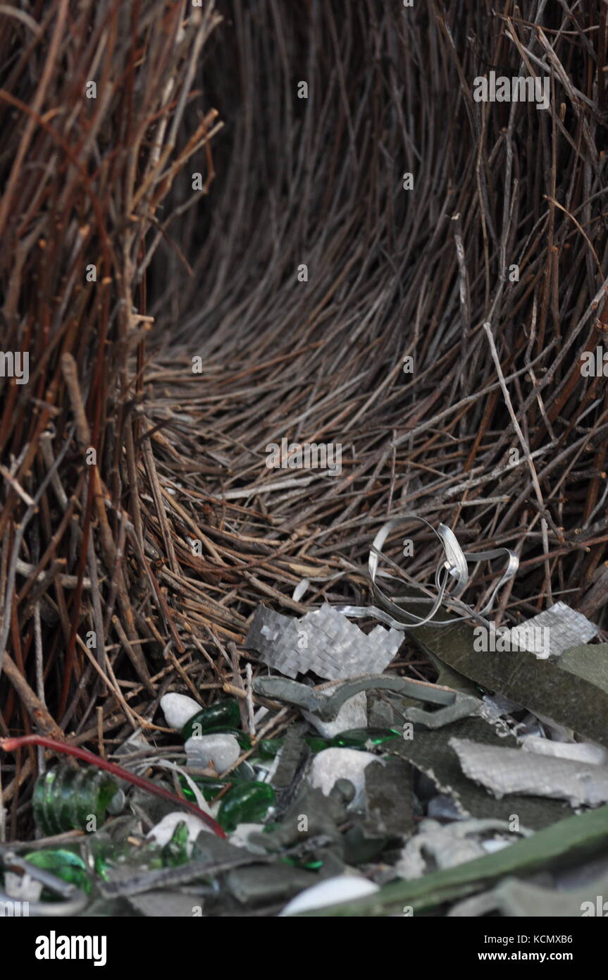 Feather bower hi-res stock photography and images - Alamy