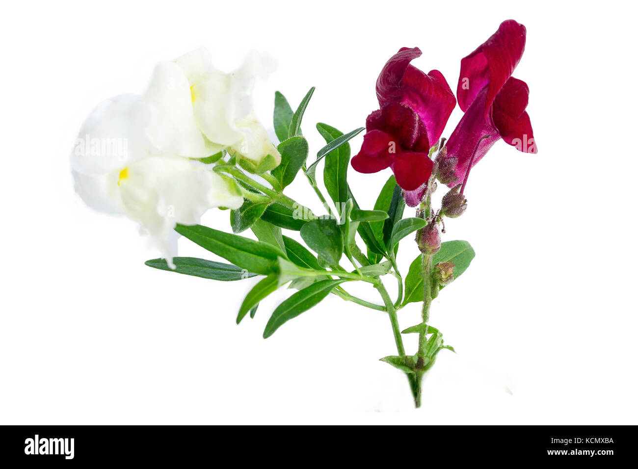 Matthiola incana Cut Out Stock Images & Pictures - Alamy