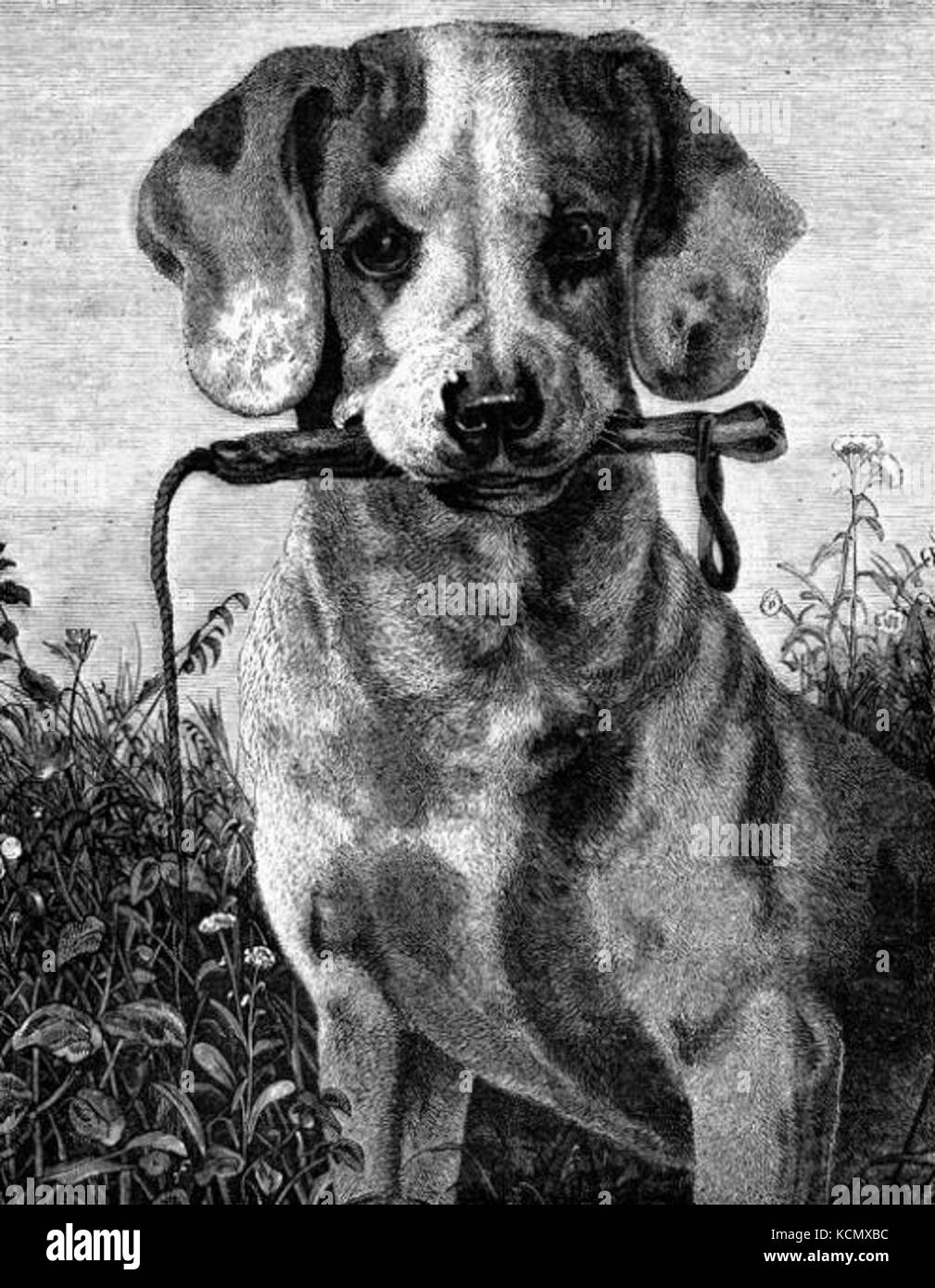 Family with dog at park Black and White Stock Photos & Images - Alamy