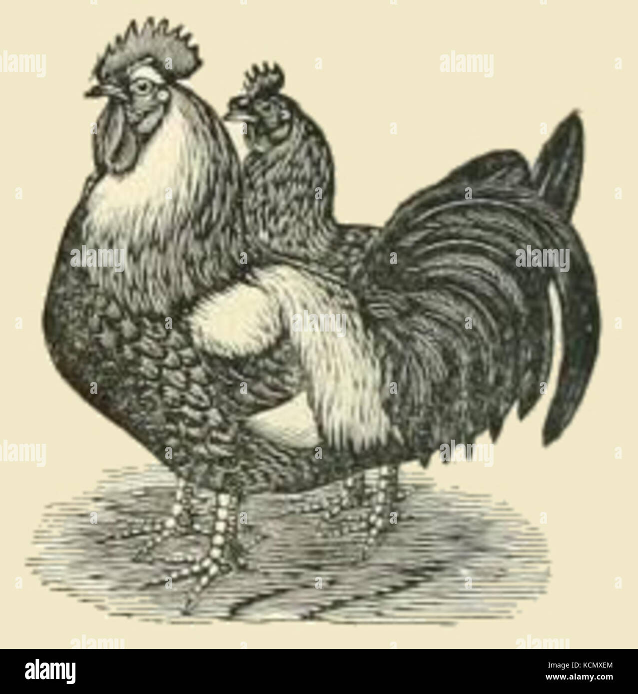 Dorking breed hi-res stock photography and images - Alamy