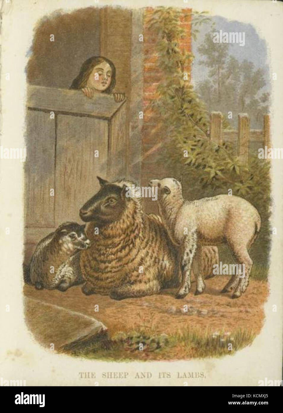 Drawing of a Sheep and Lambs Stock Photo - Alamy