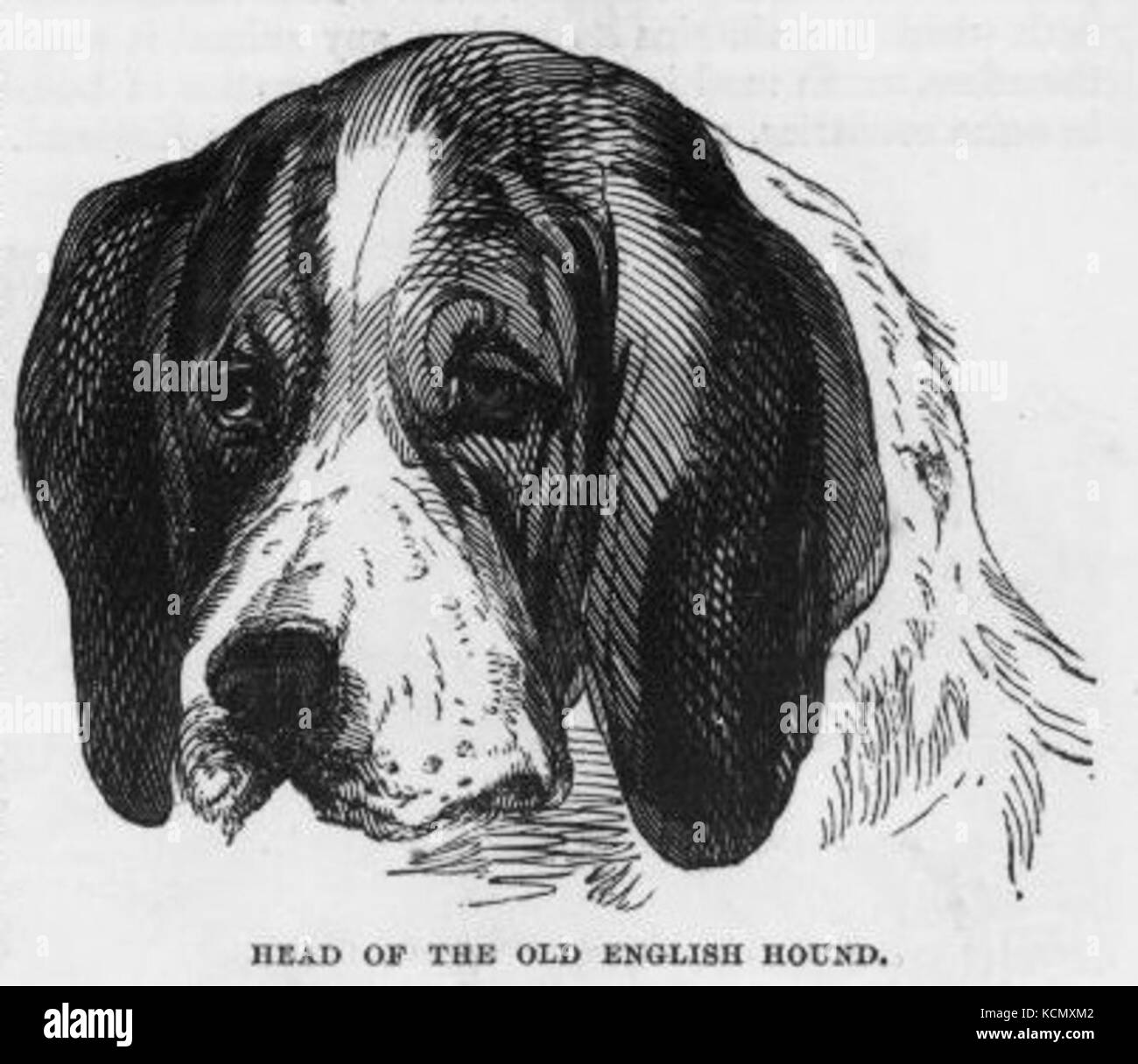 English Hound Portrait Stock Photo - Alamy