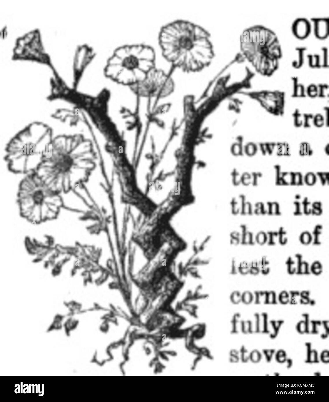 Fancy Letter Y Image Stock Photo - Alamy