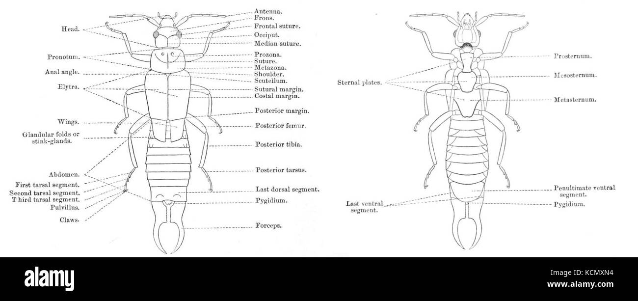 Earwig anatomy hi-res stock photography and images - Alamy