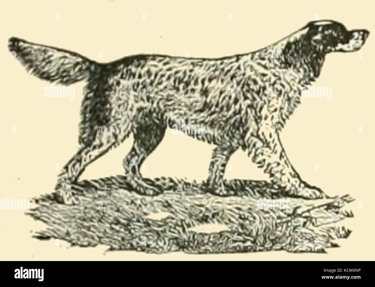 English Setter Drawing Stock Photo - Alamy