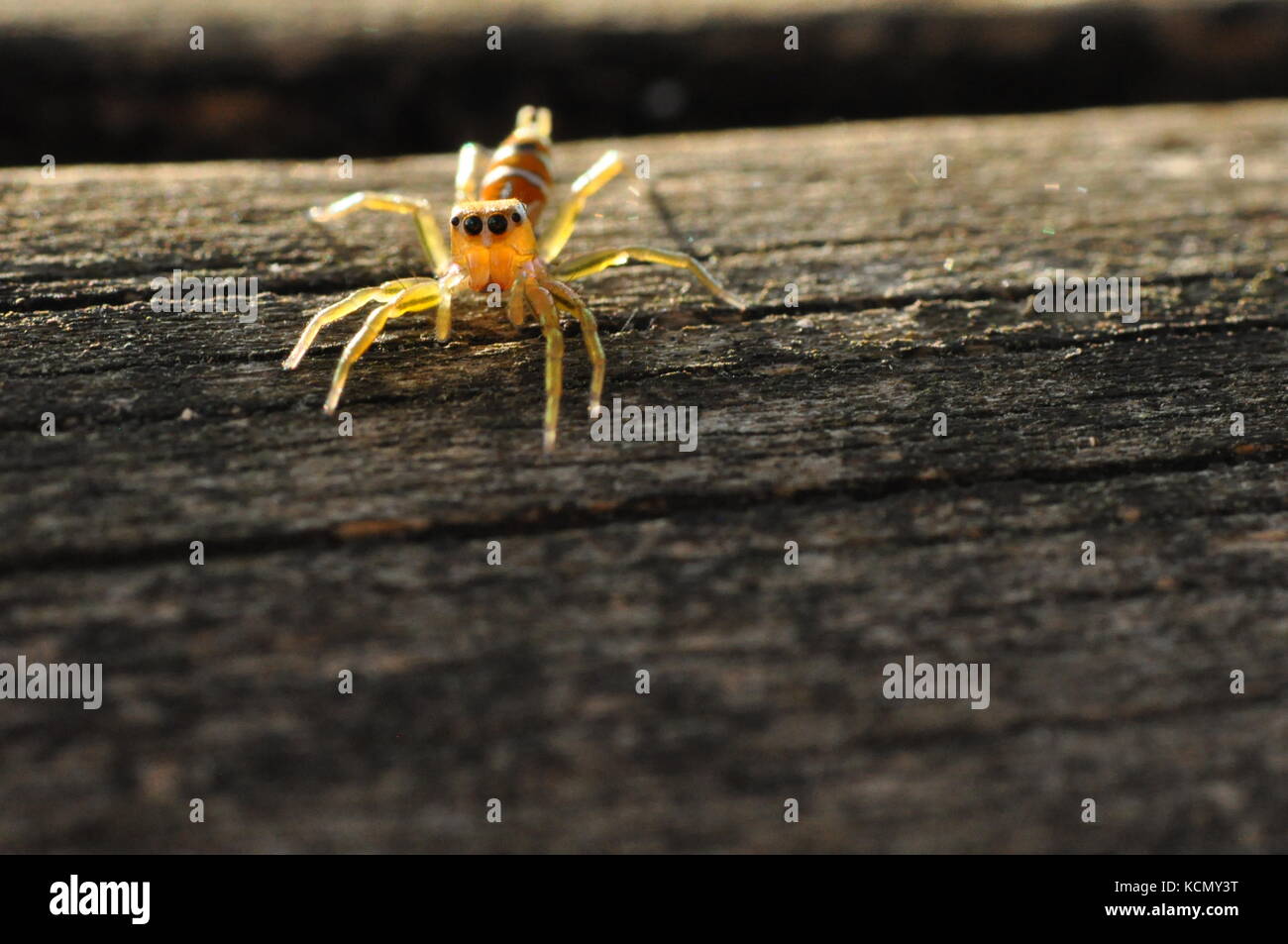 Green tree ant jumping spider (Cosmophasis bitaeniata) on a fence post ...