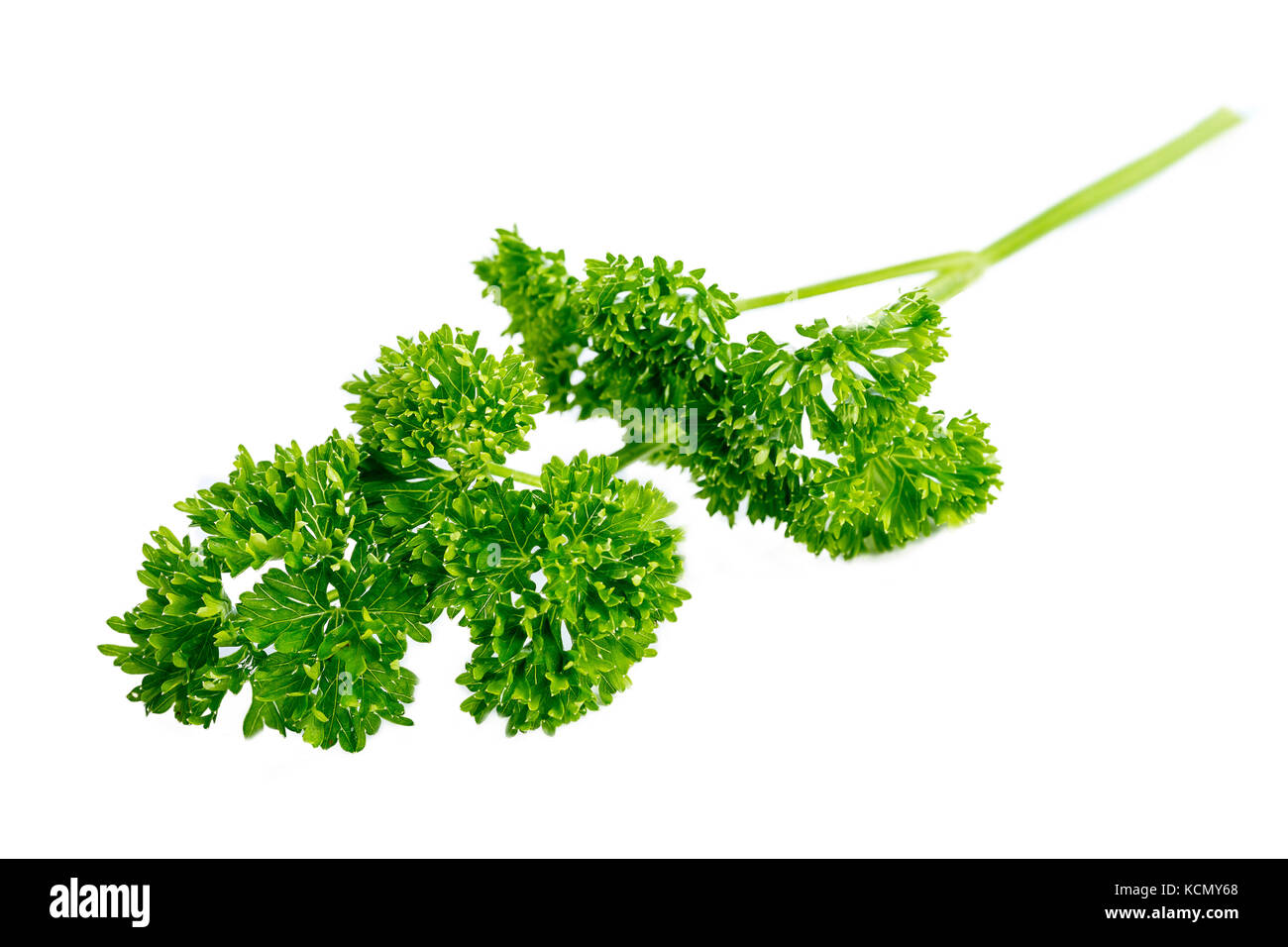 Curly parsley Cut Out Stock Images & Pictures - Alamy