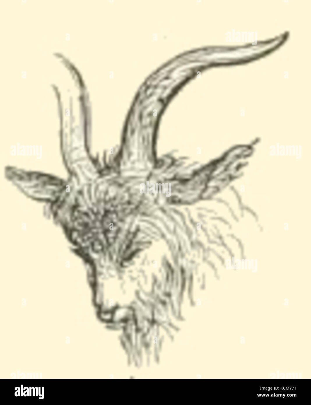 Goat sketch hi-res stock photography and images - Alamy