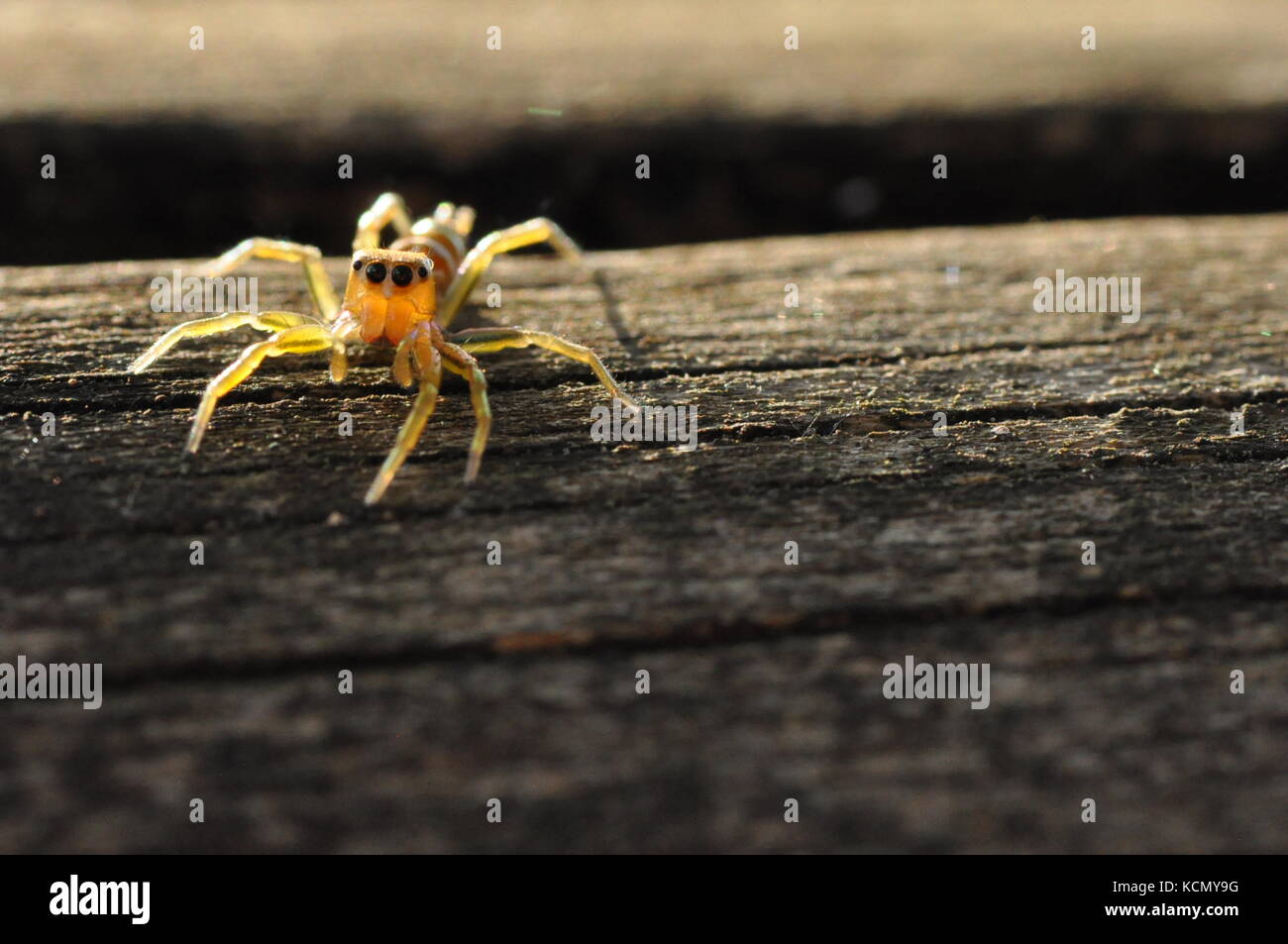 Ocelli ant hi-res stock photography and images - Alamy