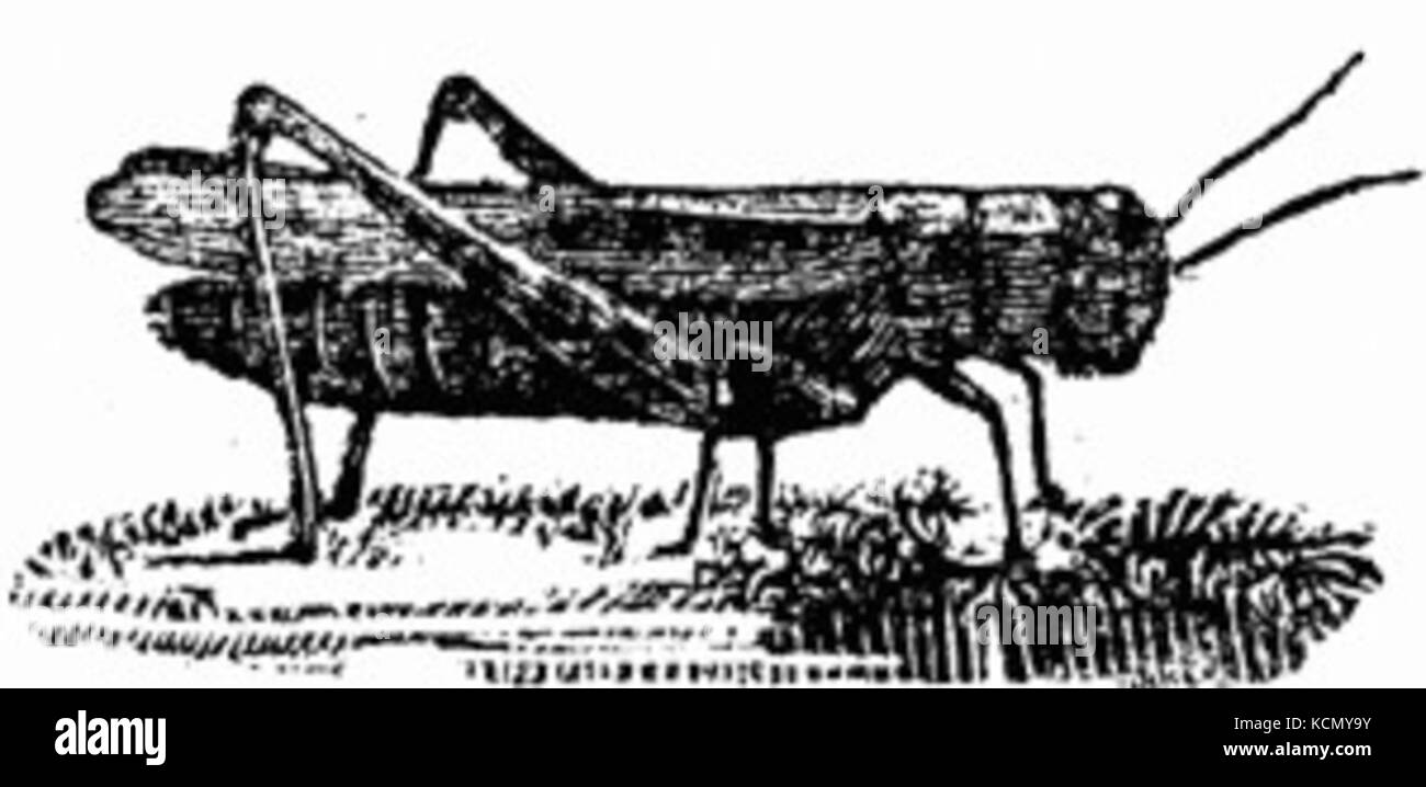 Grasshopper drawing hi-res stock photography and images - Alamy